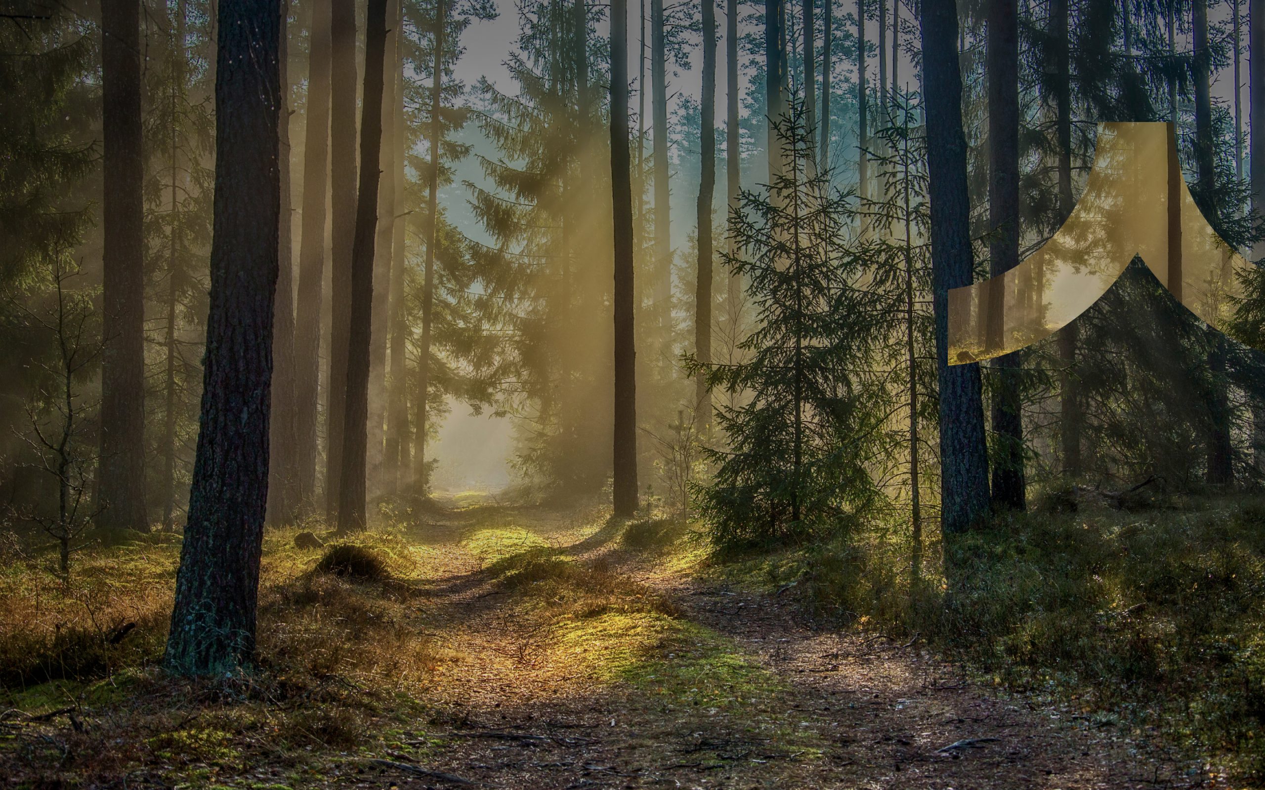 Mes - miškui, miškas - visiems - Valstybinių miškų urėdija