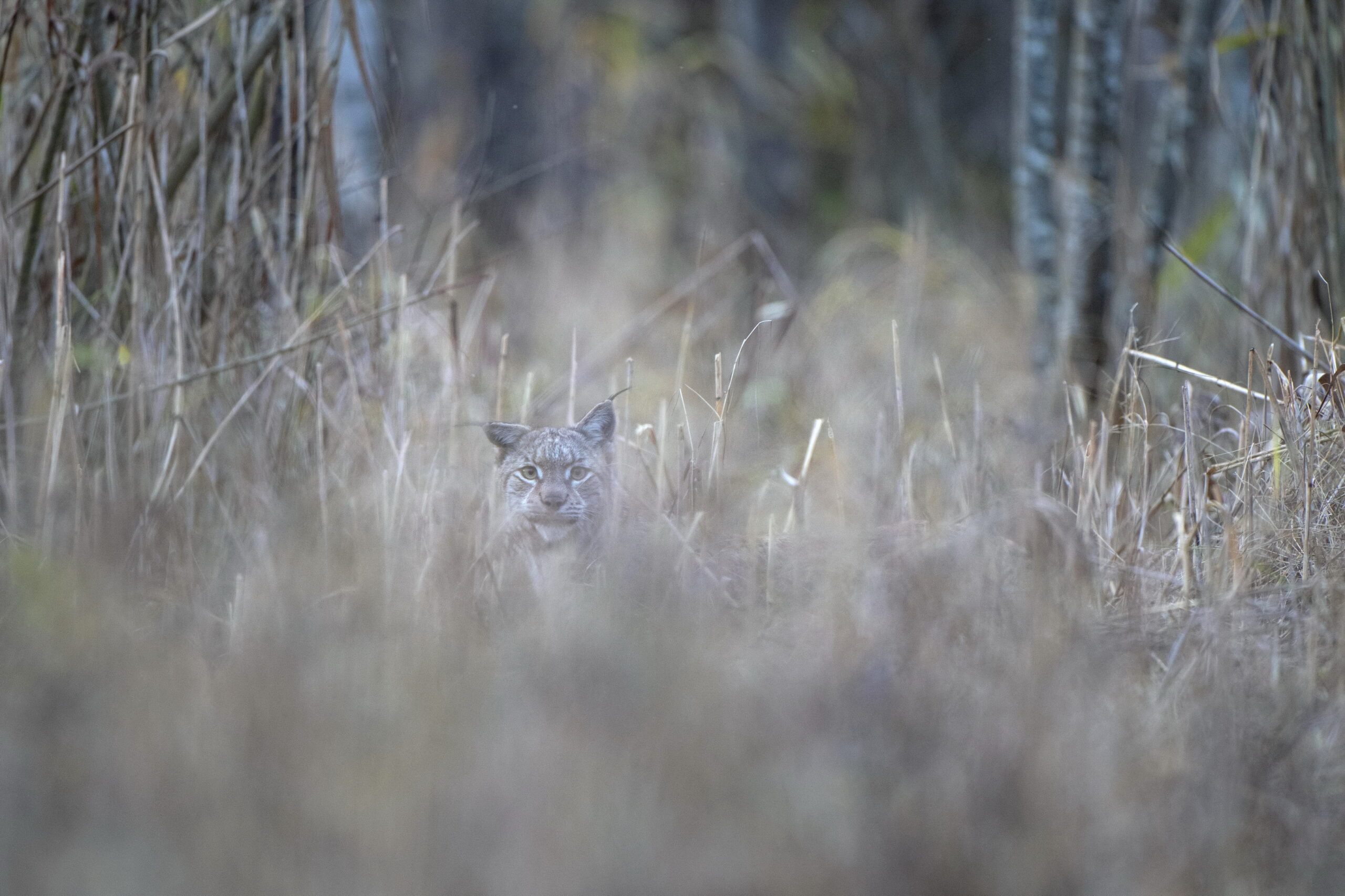 Gamtos fotografas Rimantas Nalivaika: užburianti gamtos trauka ir gilūs ...