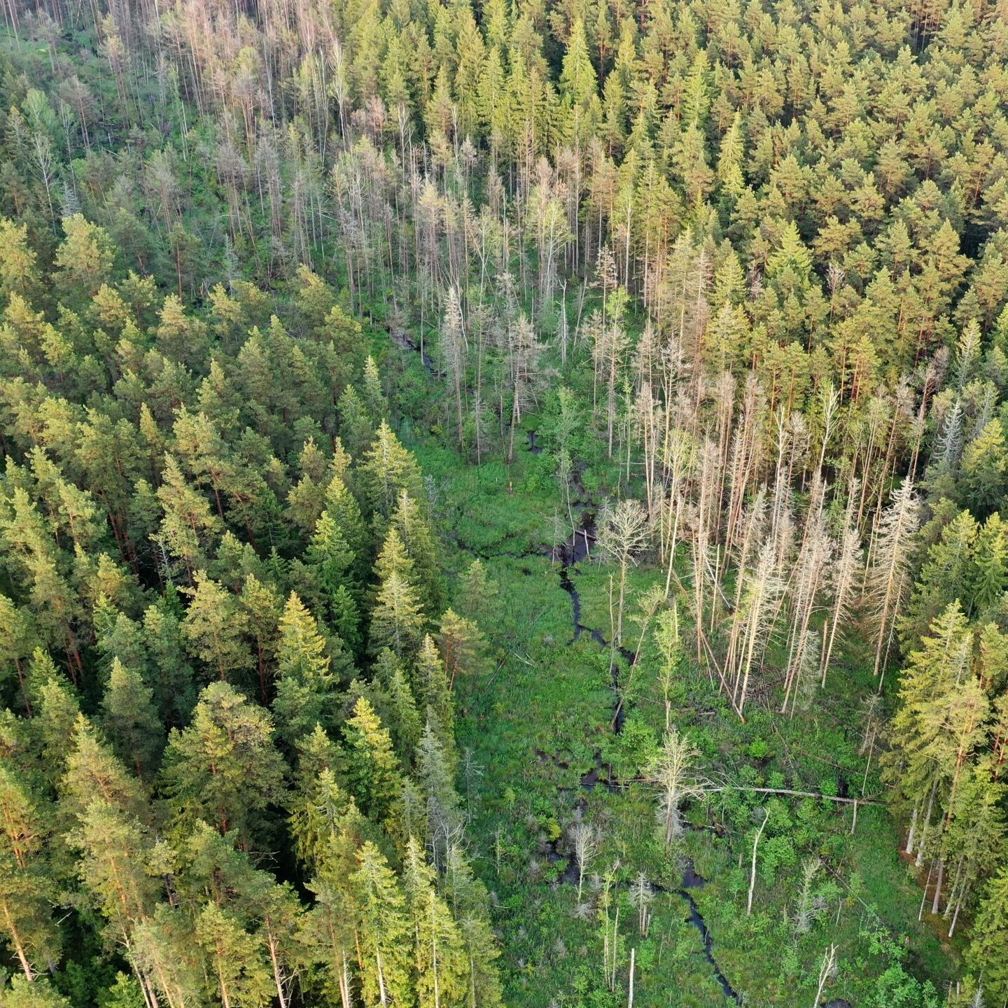 Lithuanian State Forest Enterprise: From carbon footprinting to carbon ...