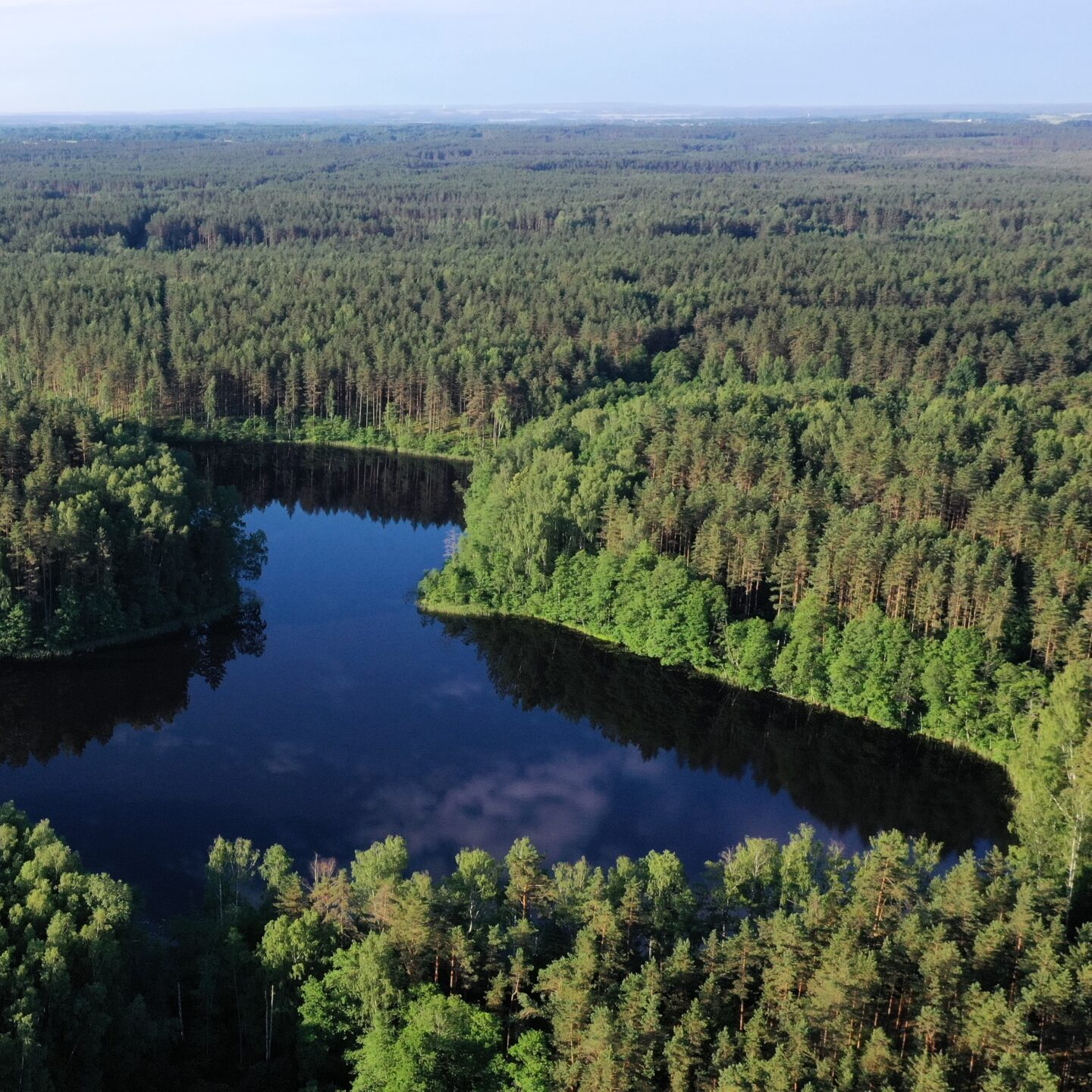 Patvirtinta Valstybinių miškų urėdijos strategija iki 2027 m ...
