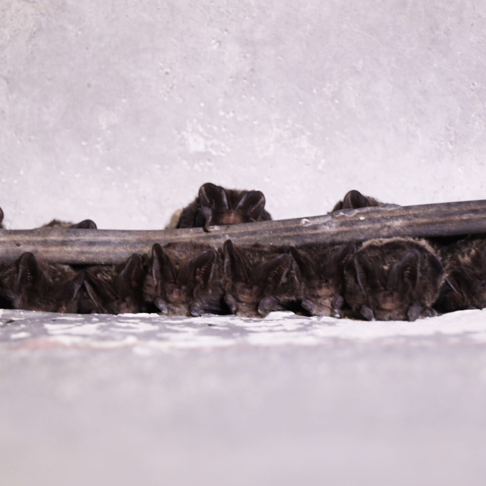 Šikšnosparnių paslaptys miškuose: skirtingos rūšys, gyvenimo būdas ir ...