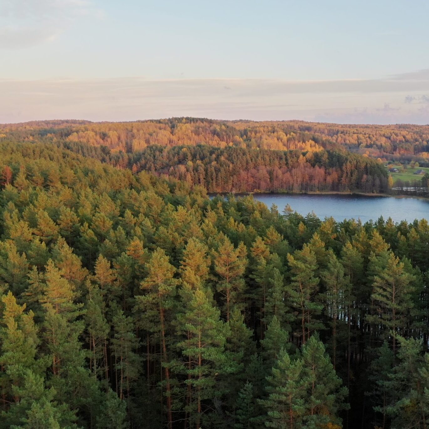 Dabravolės durpynas virs pelke - Valstybinių miškų urėdija