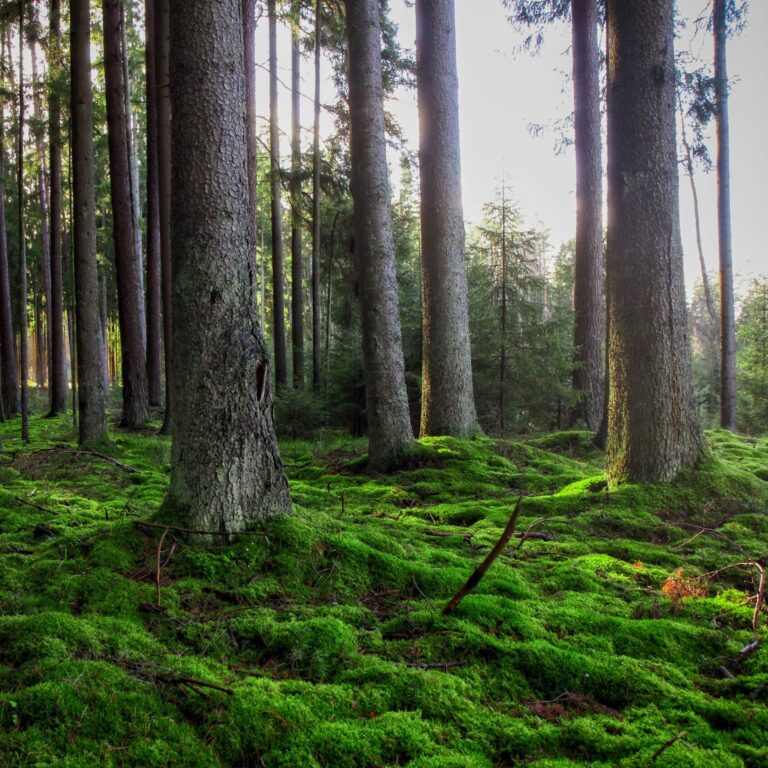 Mes - miškui, miškas - visiems - Valstybinių miškų urėdija